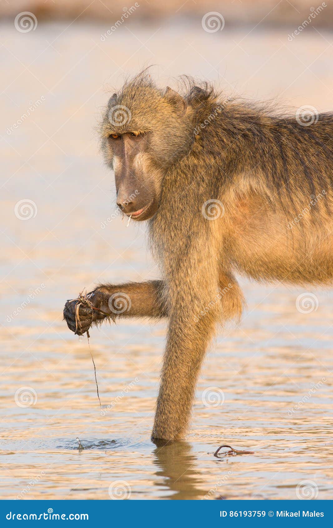 Baboon Feeding on Water Plants Stock Image - Image of natural, national ...