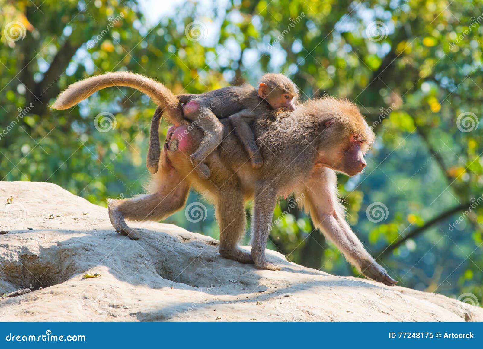 Baboon stock photo. Image of animal, green, wildlife - 77248176