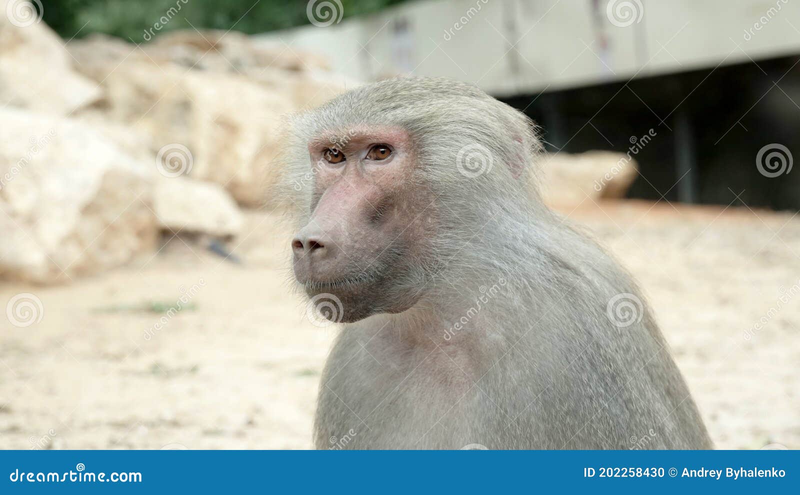 Baboon Female Sitting in Front of the Camera. Stock Photo - Image of ...