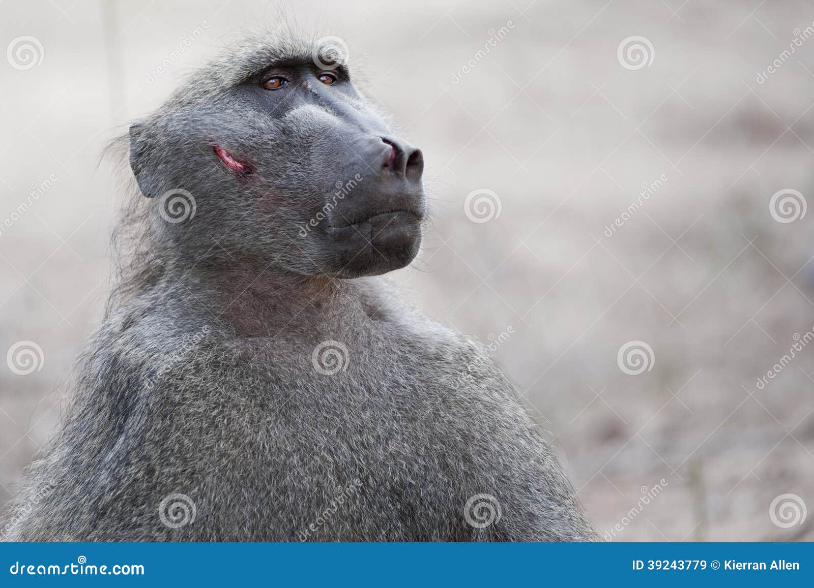 Baboon after a fight stock image. Image of tied, injured - 39243779