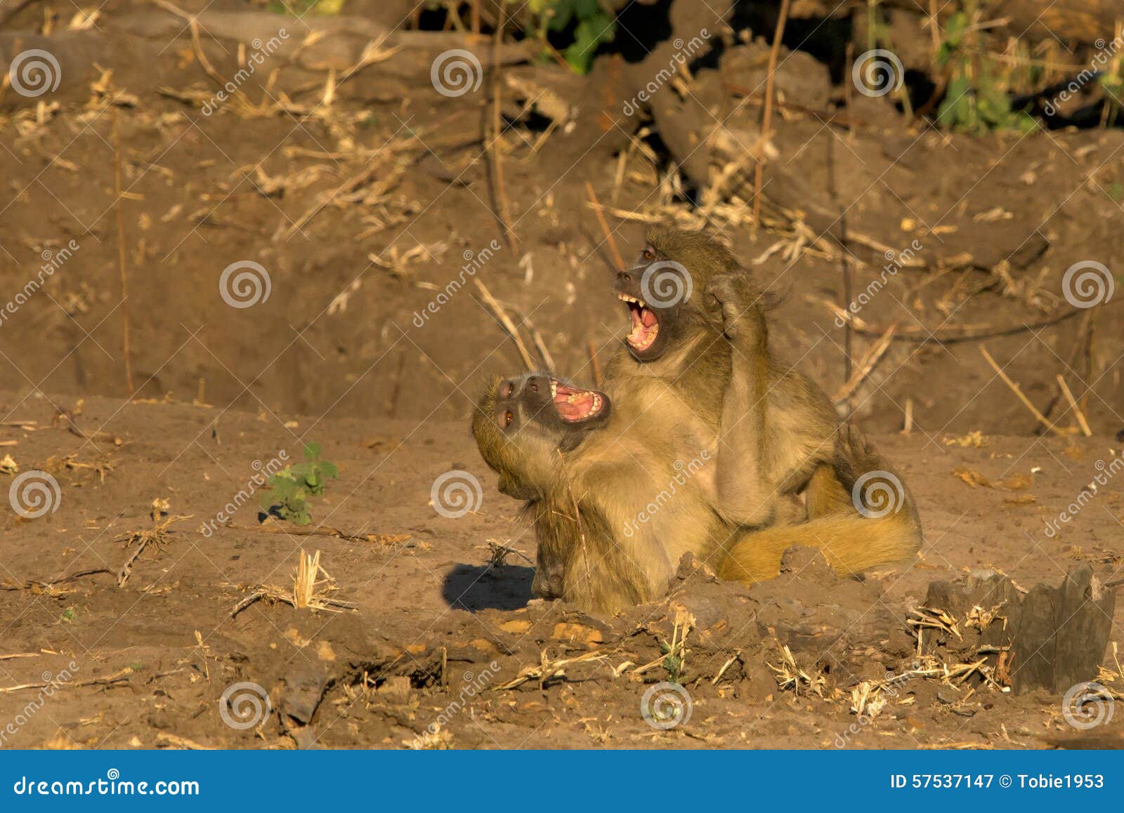 Baboon fight stock image. Image of park, national, river - 57537147