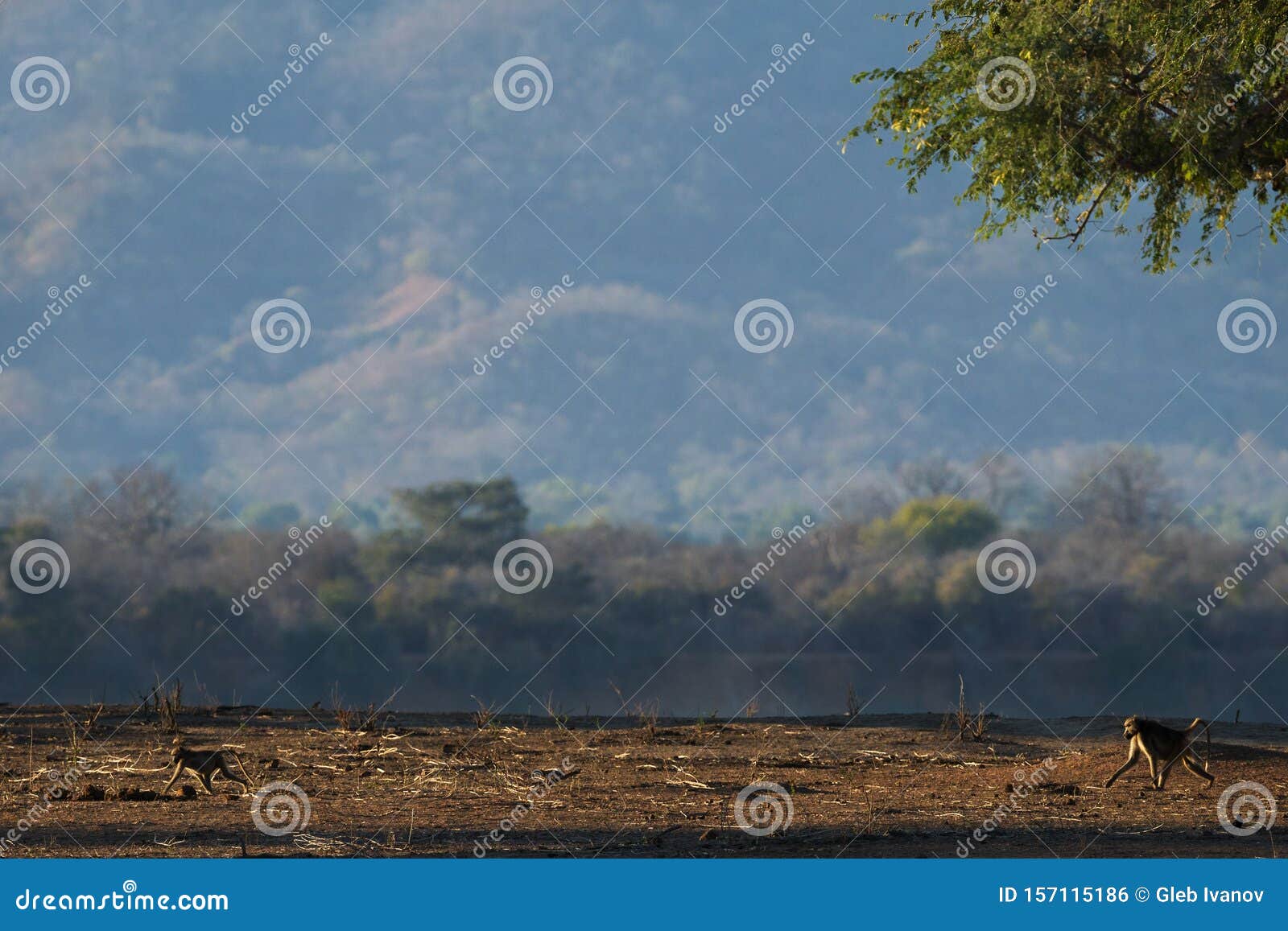 Baboon in Forest in Namibia Stock Photo - Image of bush, wildlife ...