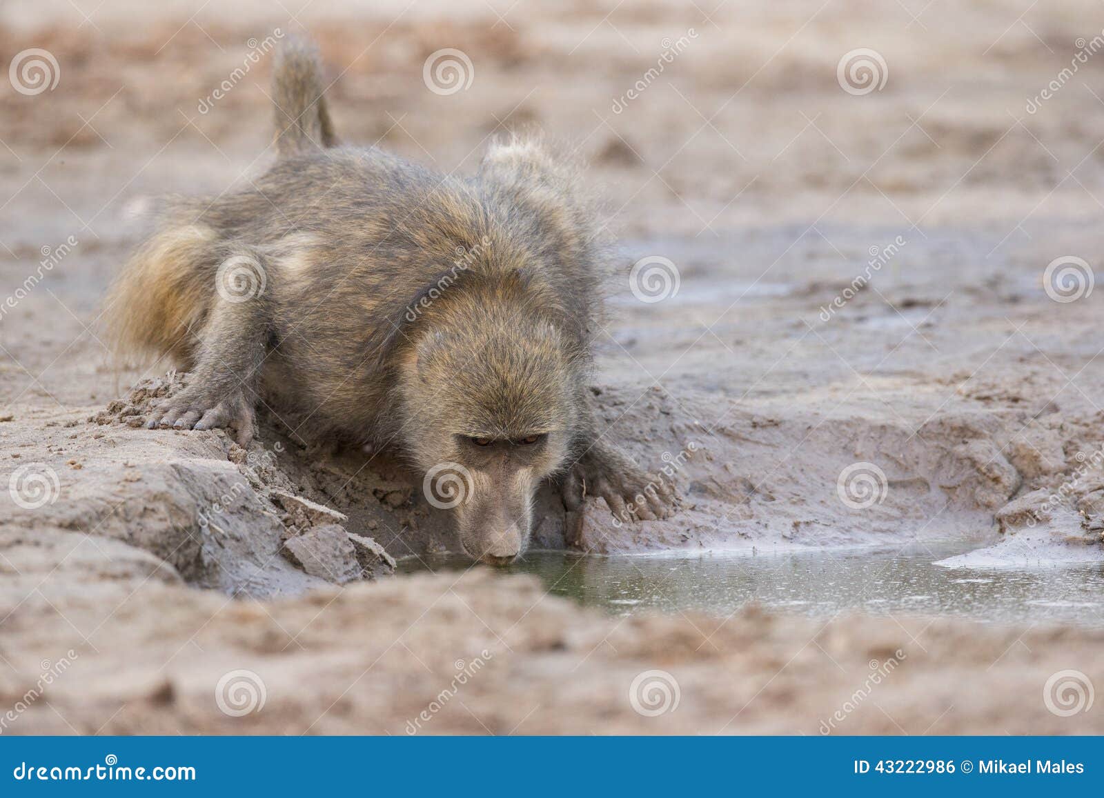 Baboon Getting Drink Water Hole Stock Photos - Free & Royalty-Free ...