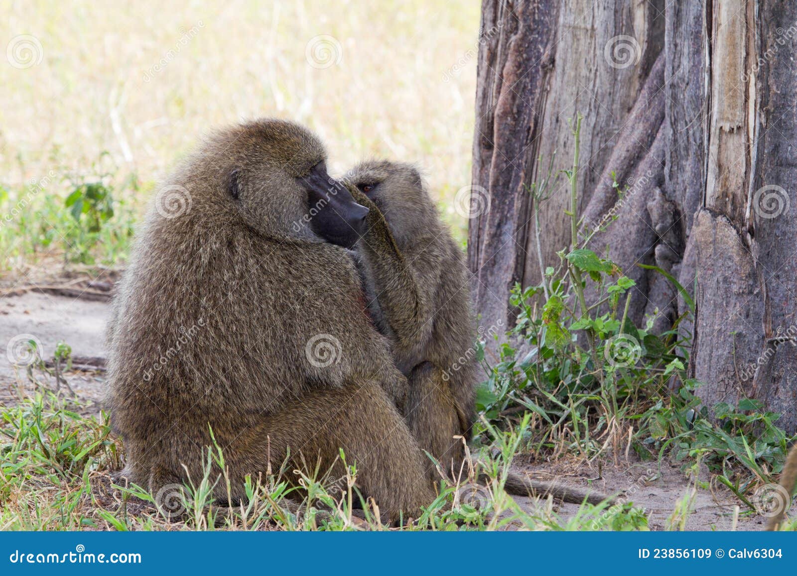 Baboon Grooming each other stock image. Image of grooming - 23856109