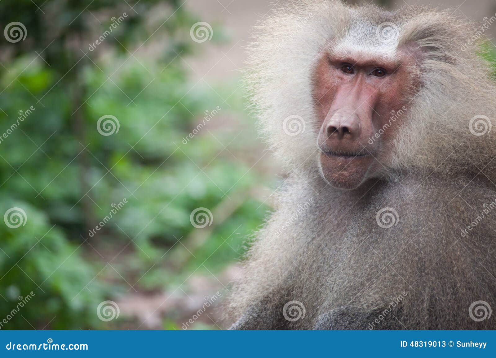 Baboon stock image. Image of baboon, hamadryas, animal - 48319013