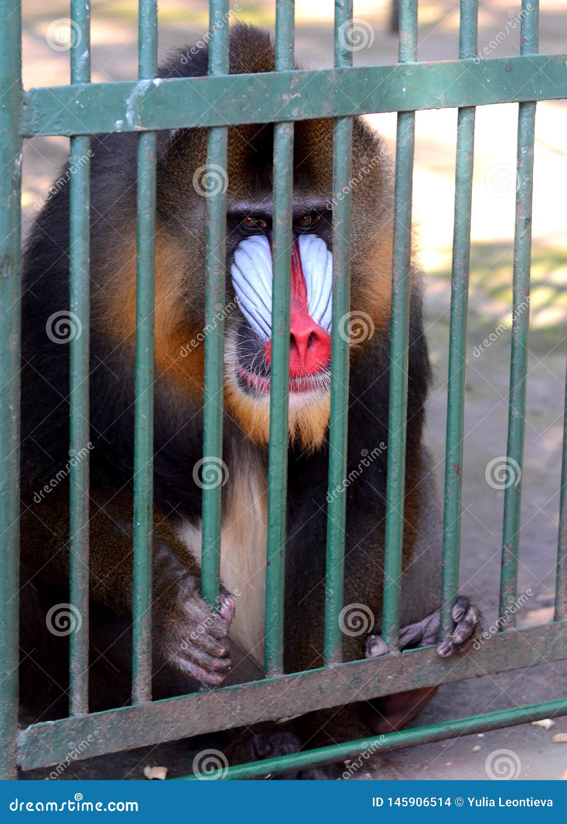 Baboon Hamadryad In The Zoo, The Life Of An Animal In Captivity ...