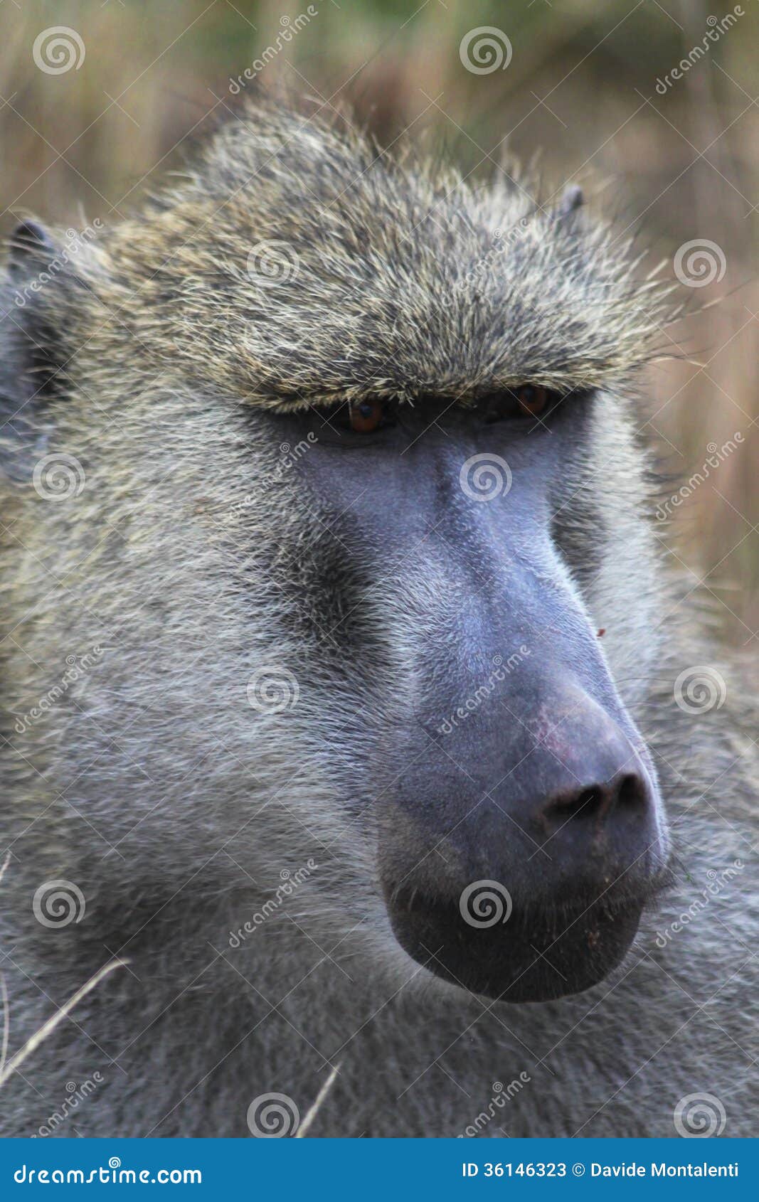 Baboon Head - Safari Kenya stock image. Image of reserve - 36146323