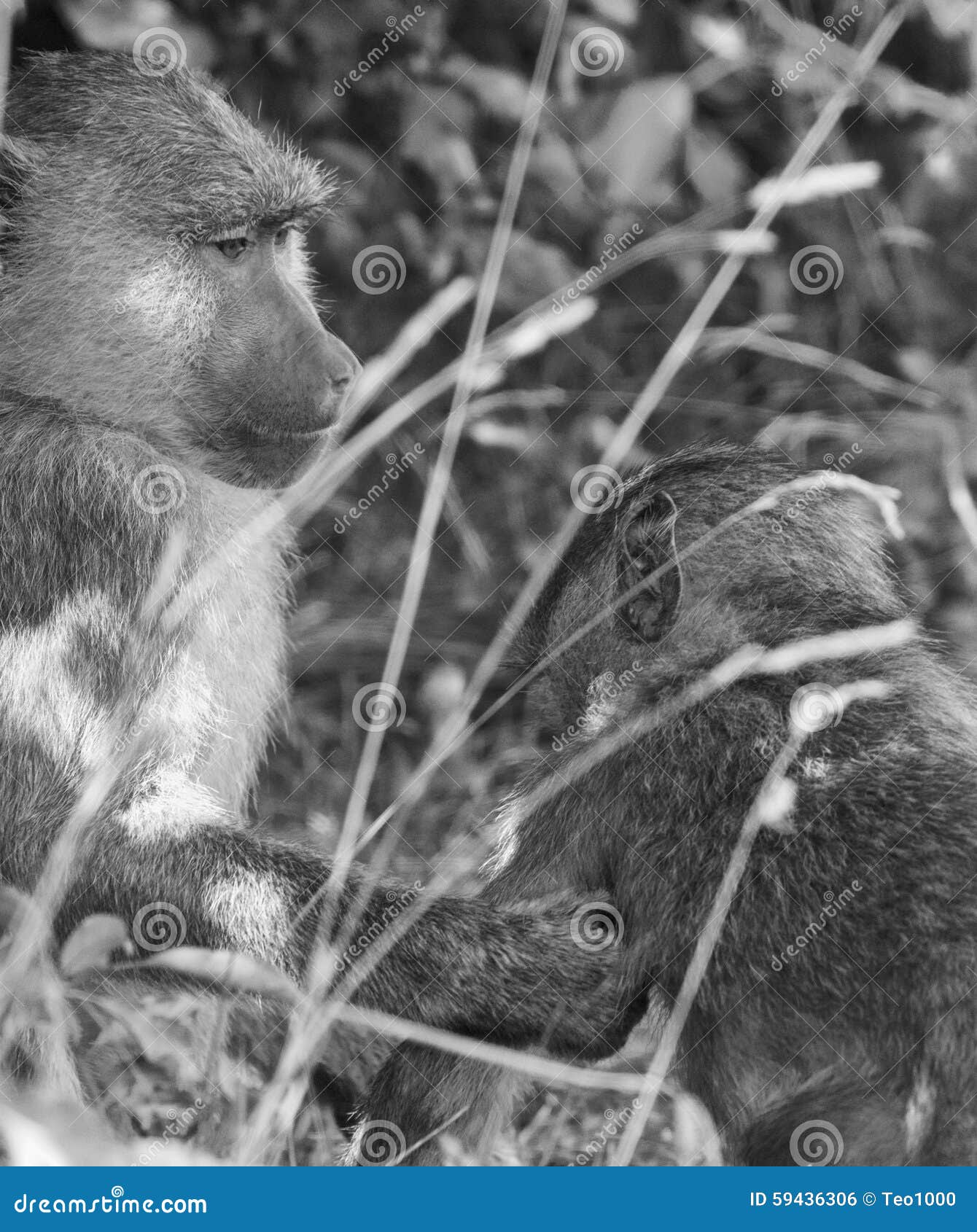 The Baboon is Helping His Friend Stock Photo - Image of callosities ...