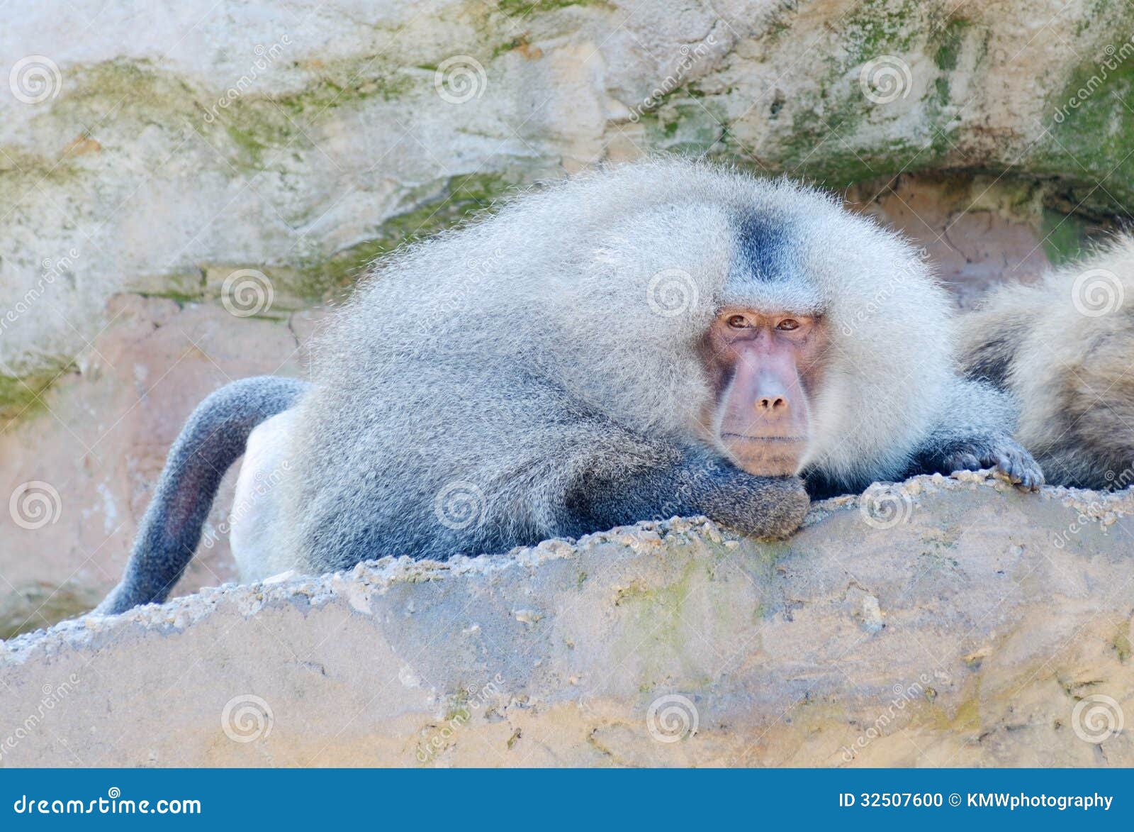 Baboon stock photo. Image of baboon, monkey, male, watching - 32507600