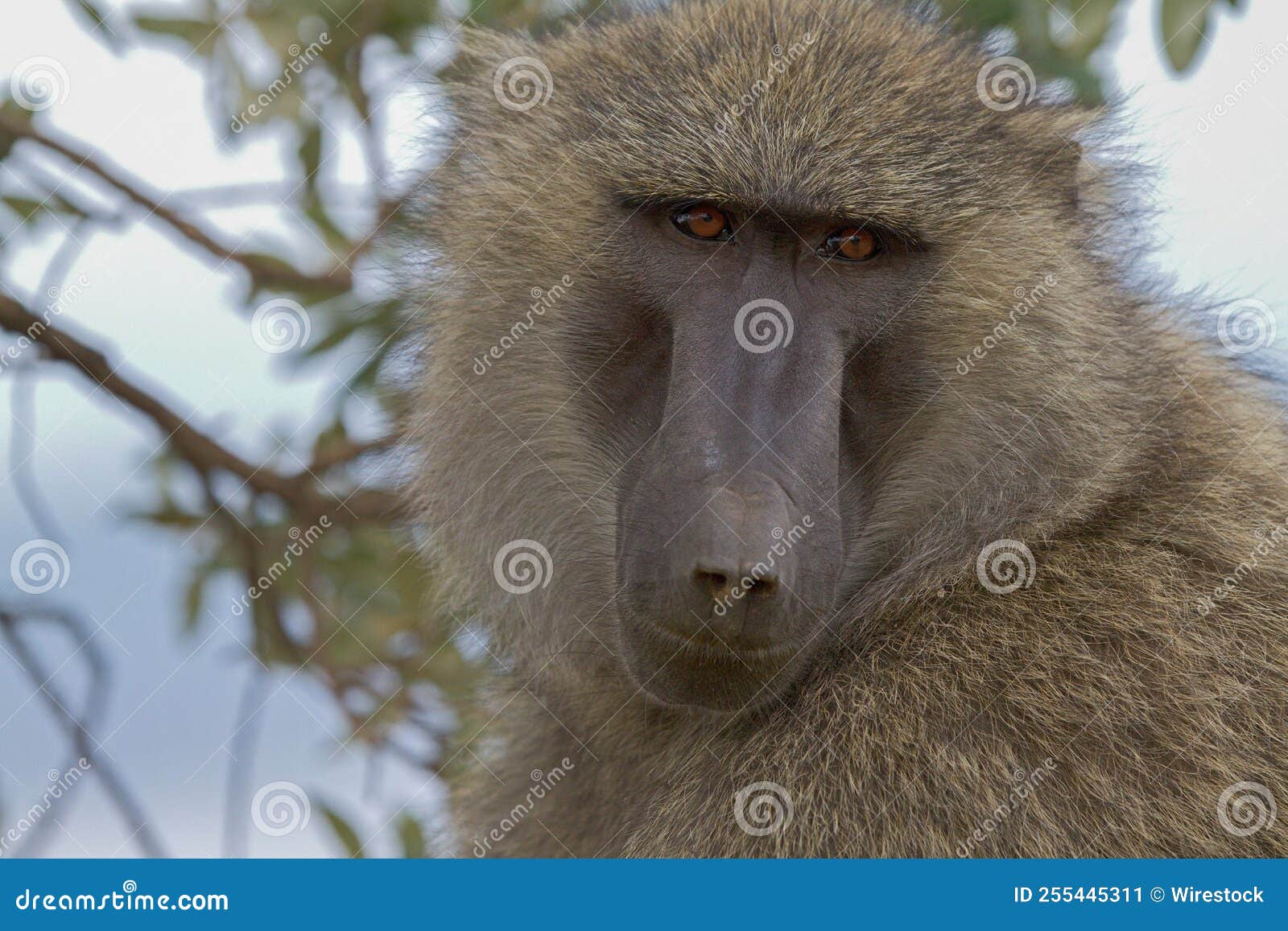 Baboon Looking in the Camera in the Wild, Africa Stock Image - Image of ...