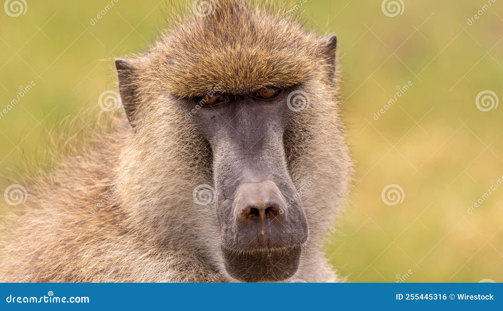 Baboon Looking in the Camera in the Wild, Africa Stock Photo - Image of ...