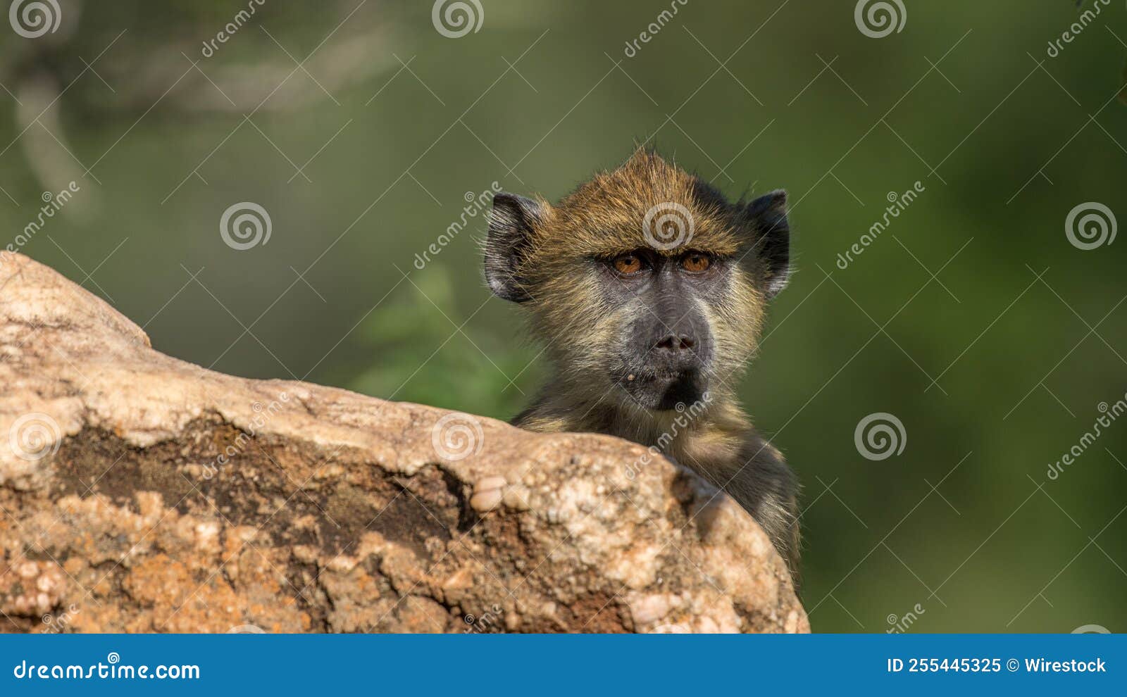 Baboon Looking into the Camera in the Wild, Africa Stock Image - Image ...
