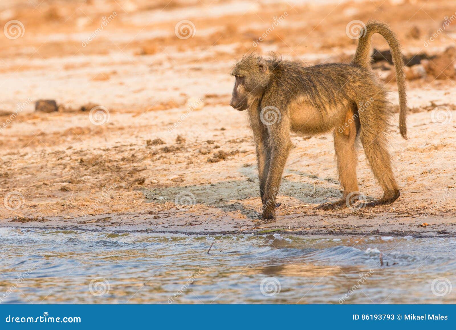 Baboon Looking at River for Danger Stock Image - Image of baboon ...