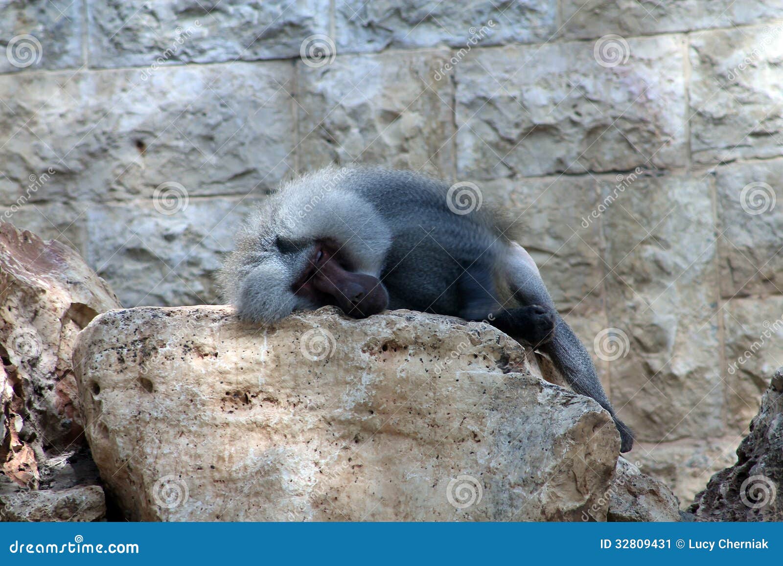 Baboon stock image. Image of rock, baboon, outdoor, wildlife - 32809431