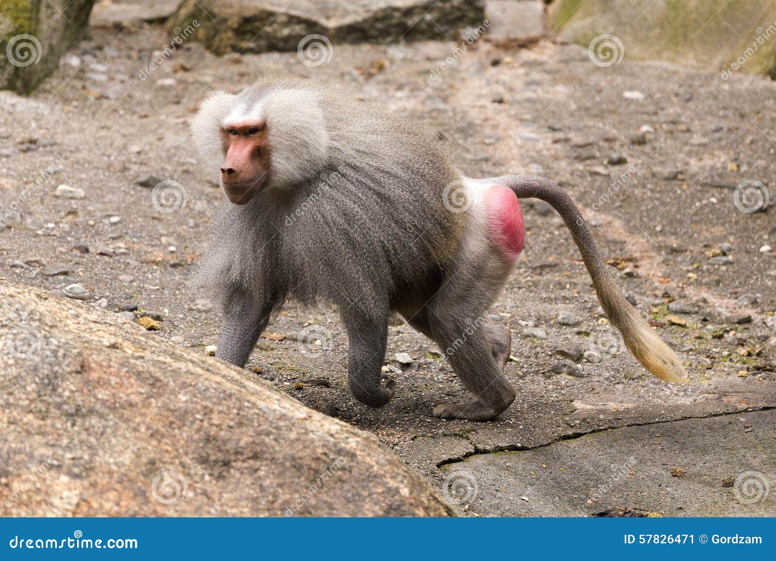 Baboon stock image. Image of baboon, legs, rocks, landscape - 57826471