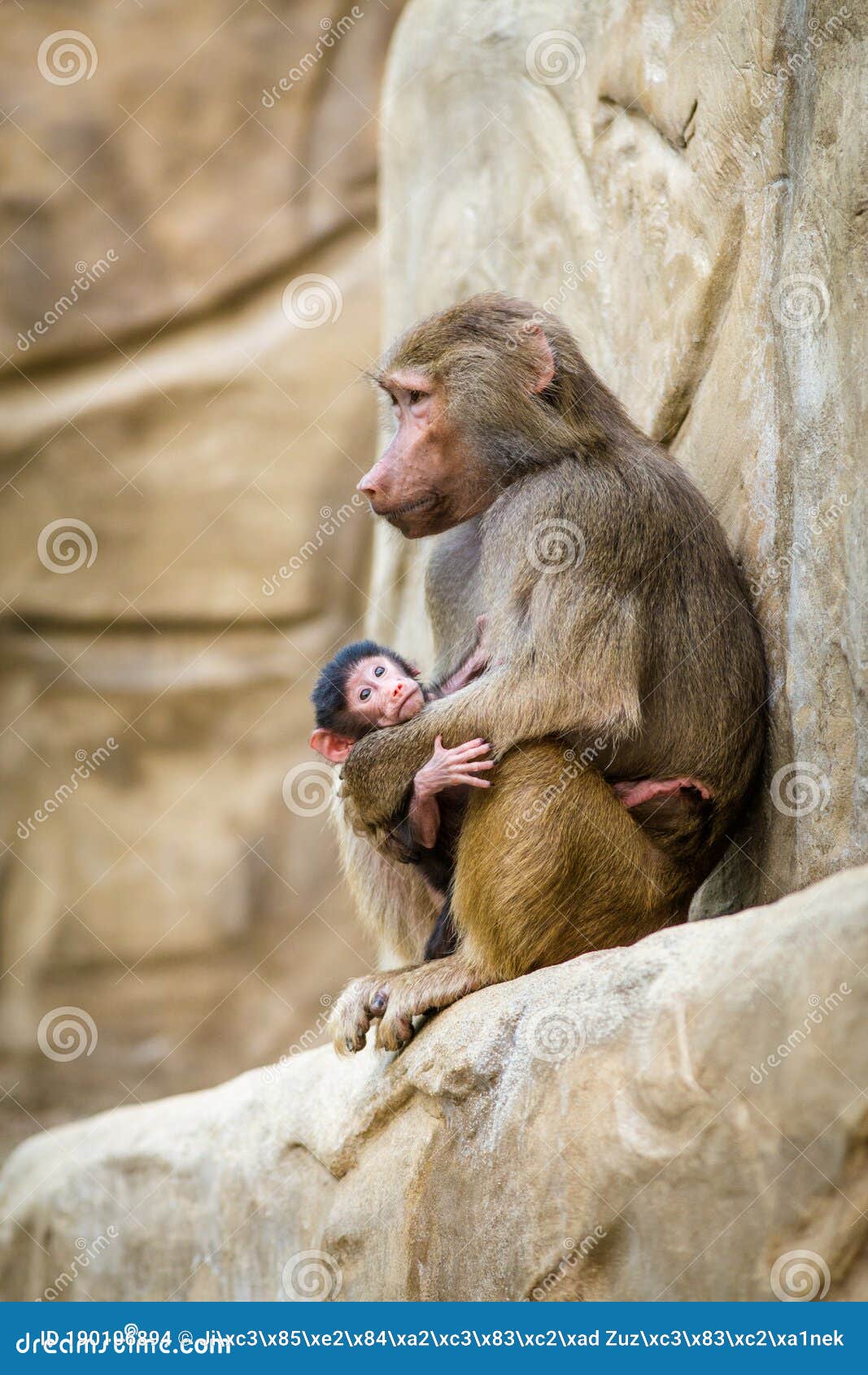 Baboon Mantle Portrait of a Young Stock Photo - Image of mammal ...