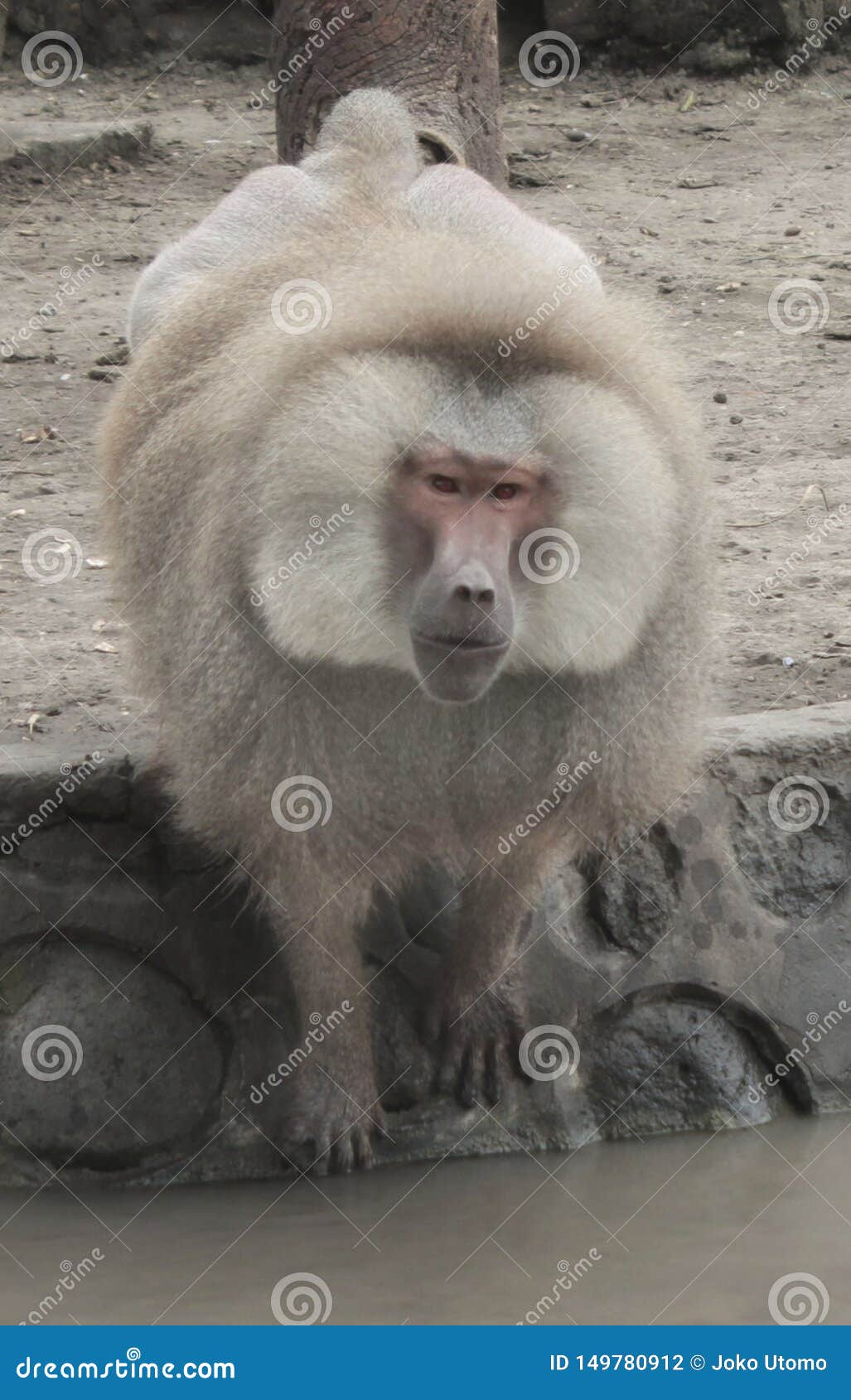 A Large Old World Ground-dwelling Monkey With A Long Doglike Snout ...