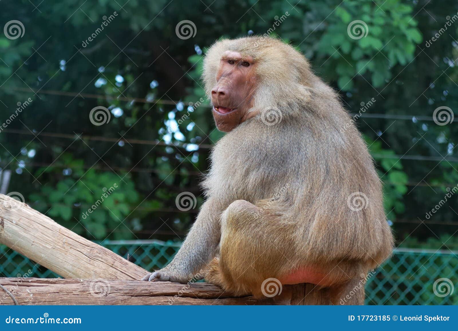 Baboon monkey. stock image. Image of mammal, brown, sitting - 17723185