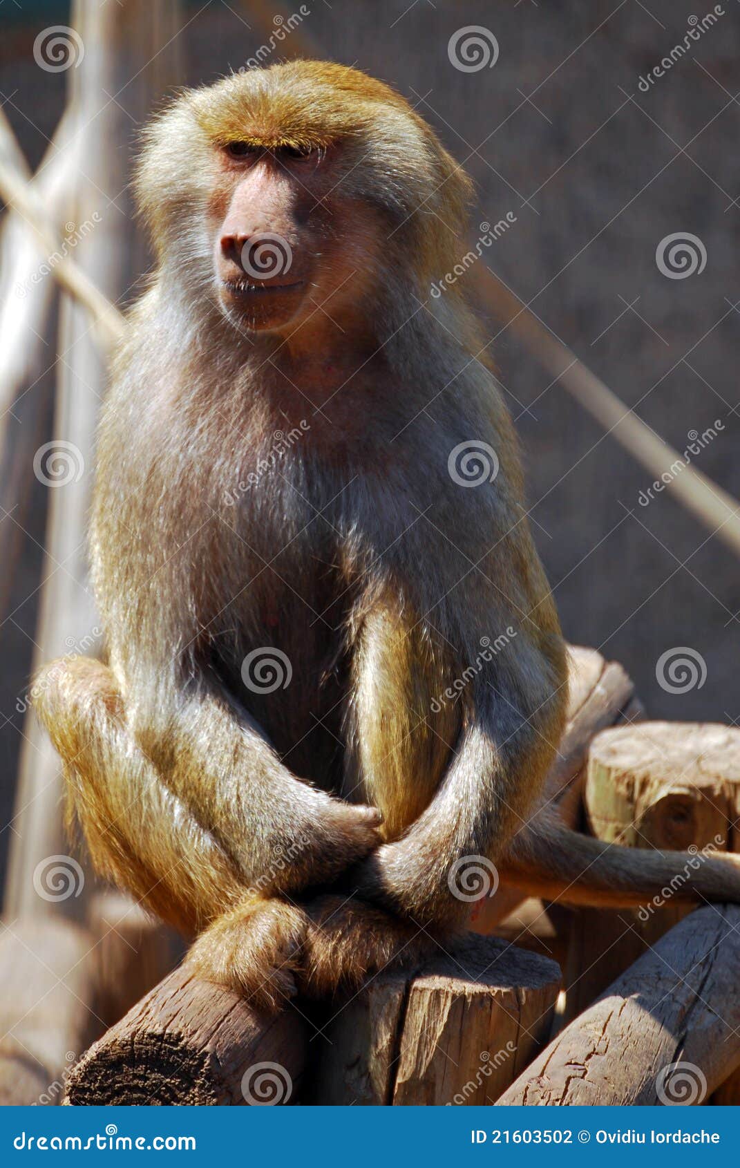 Baboon monkey stock photo. Image of wilderness, brown - 21603502