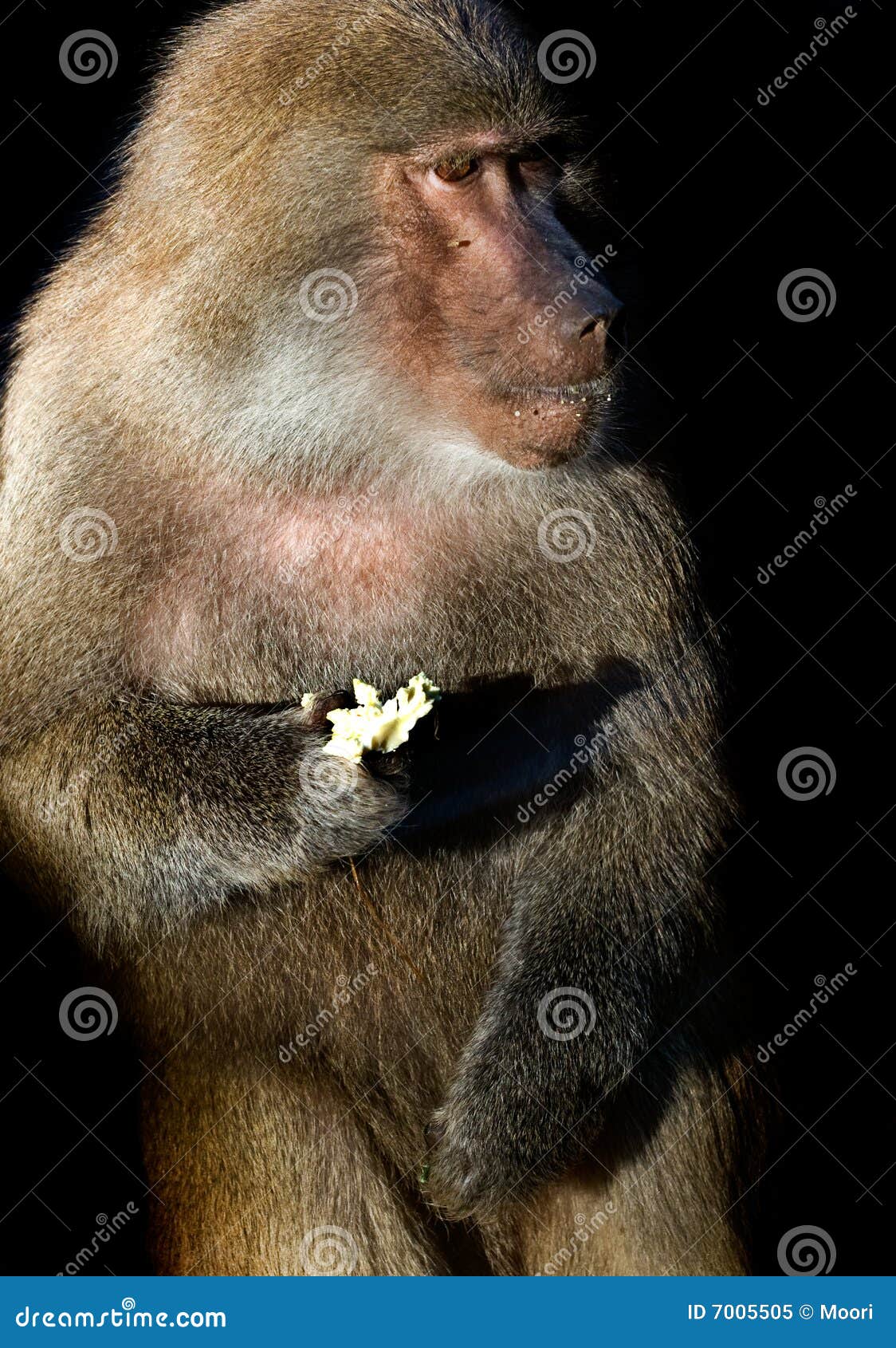 Baboon monkey stock image. Image of primate, baboon, wildlife - 7005505