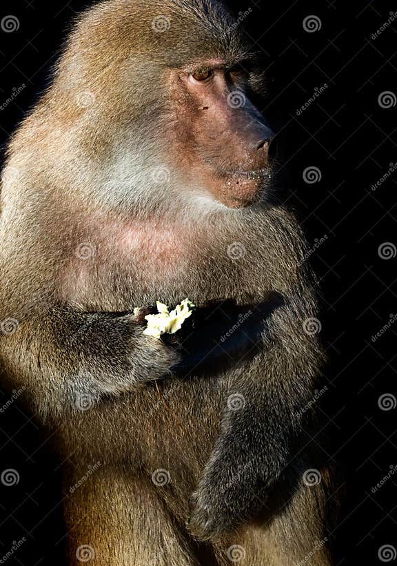 Baboon monkey stock image. Image of primate, baboon, wildlife - 7005505