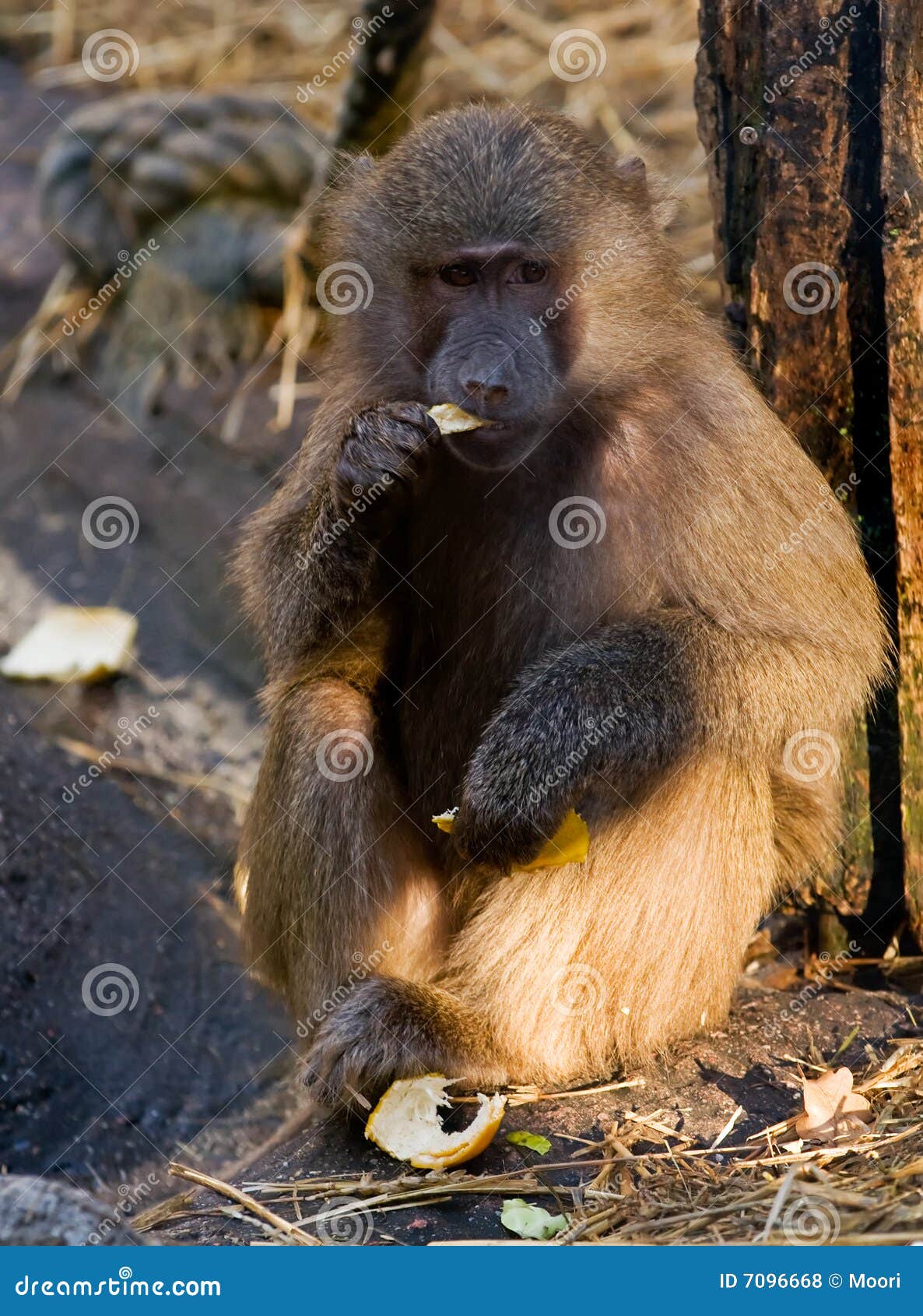 Baboon monkey stock photo. Image of portrait, baboon, eating - 7096668
