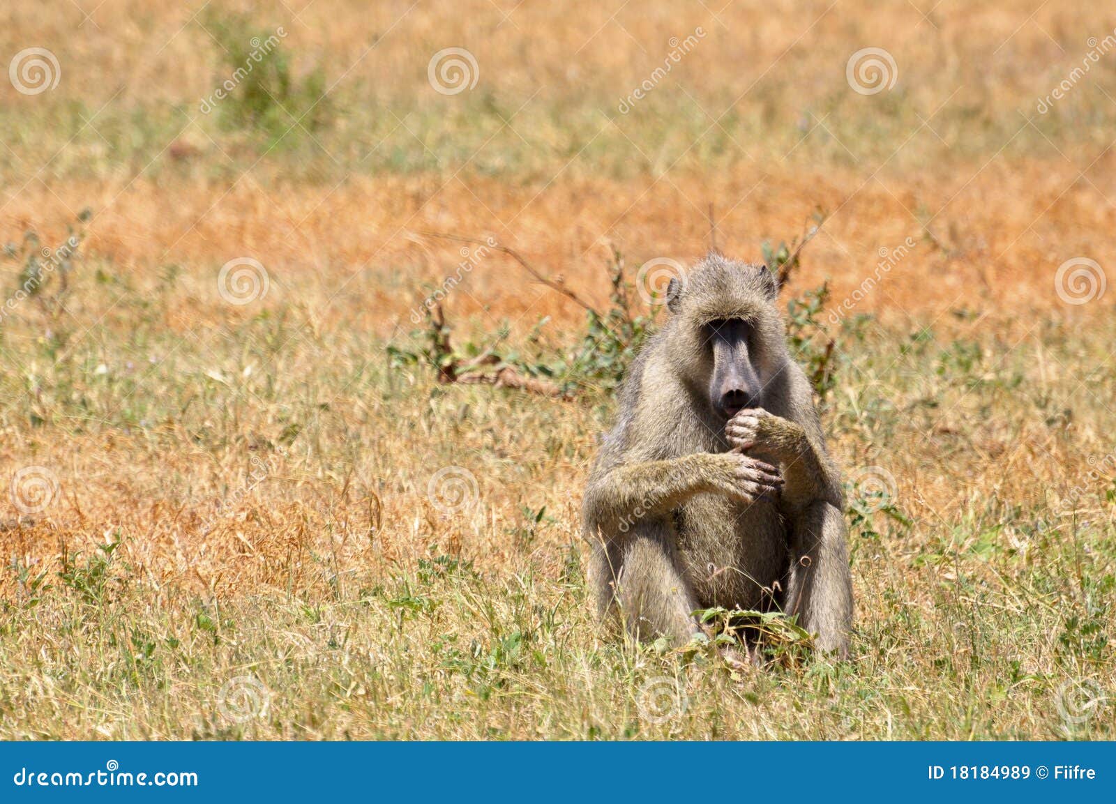 Baboon monkey Africa stock image. Image of savanna, scenery - 18184989