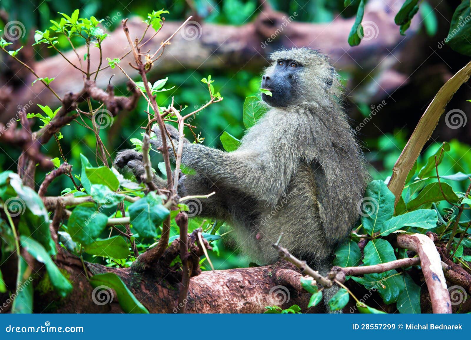 Baboon Monkey in African Bush Stock Image - Image of tropical, manyara ...