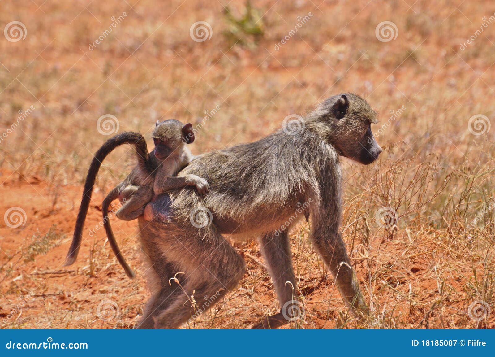 Baboon Monkey Stock Photography | CartoonDealer.com #18655742