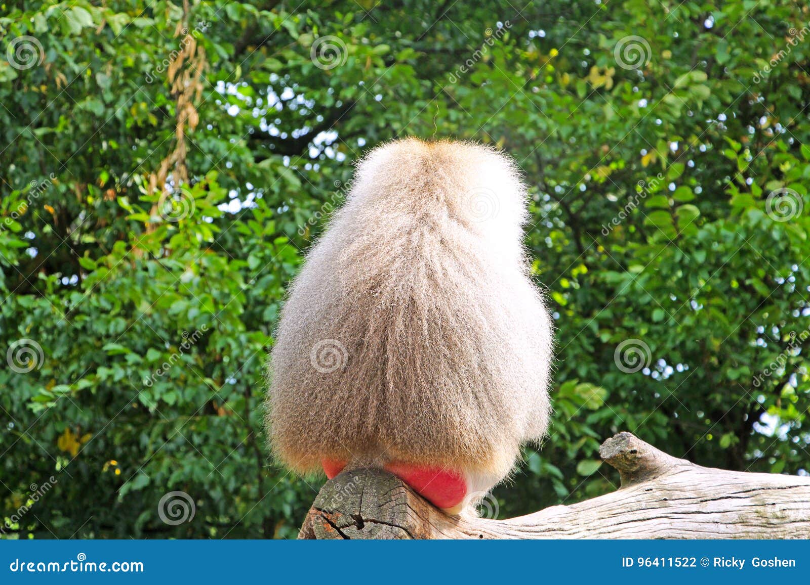 Baboon monkey stock photo. Image of forest, evolution - 96411522