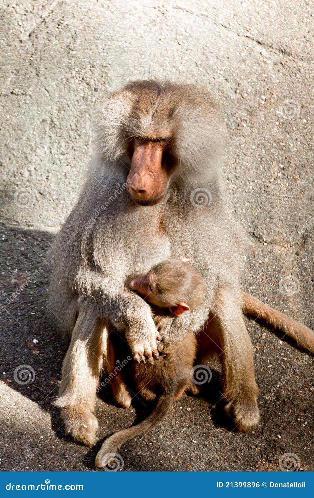 Baboon Monkey Defending His Baby Stock Photo - Image of wilderness ...