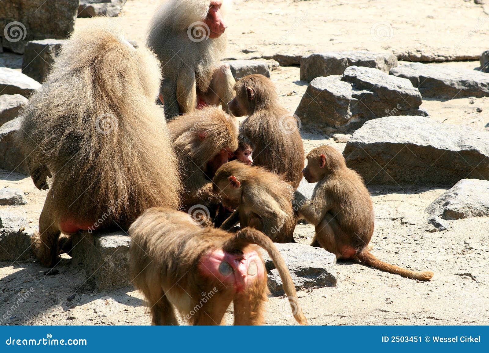 A baboon (monkey) family stock image. Image of group, grip - 2503451