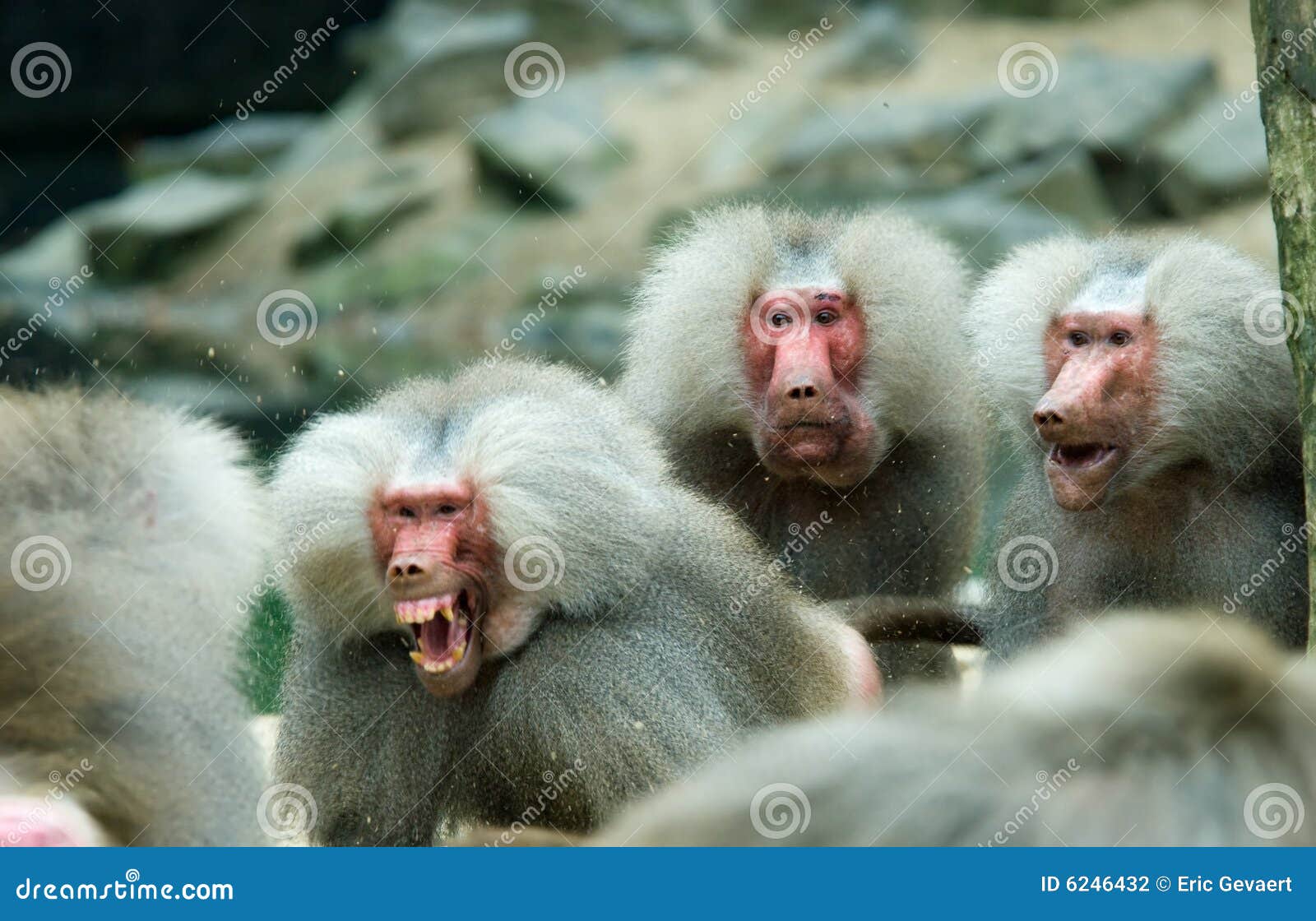 Baboon monkey in a fight stock photo. Image of mature - 6246432