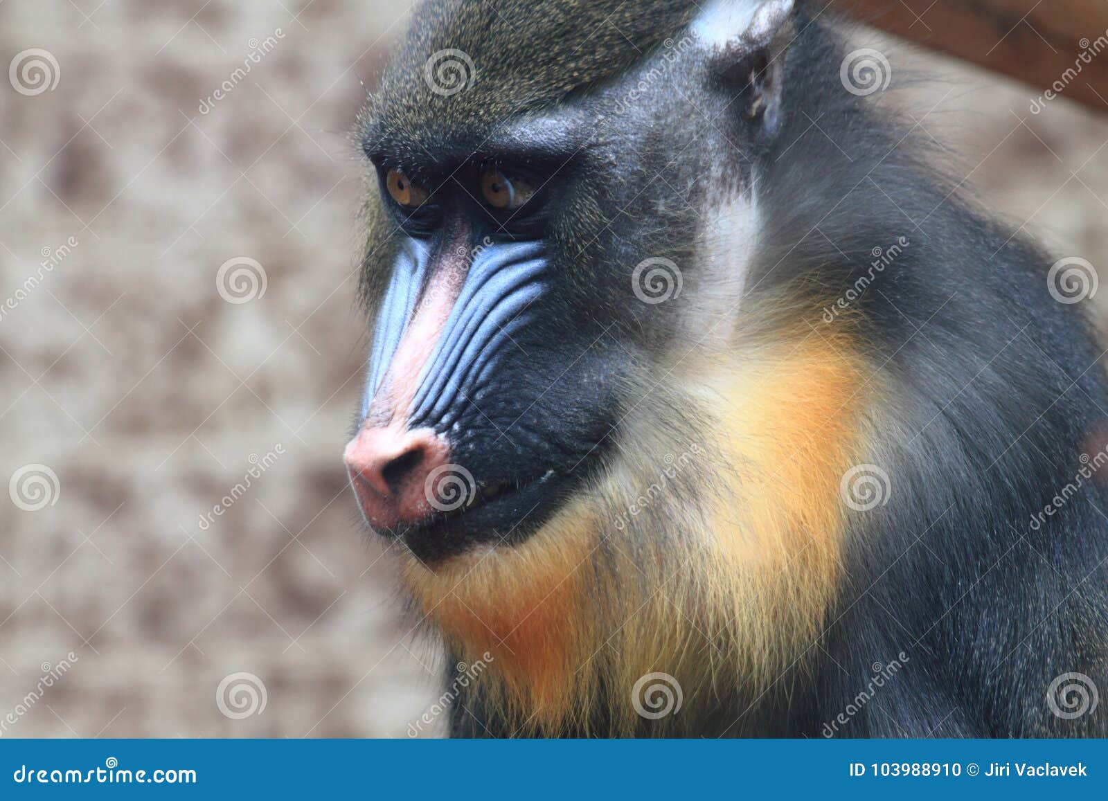 Baboon monkey head stock photo. Image of exotic, natural - 103988910