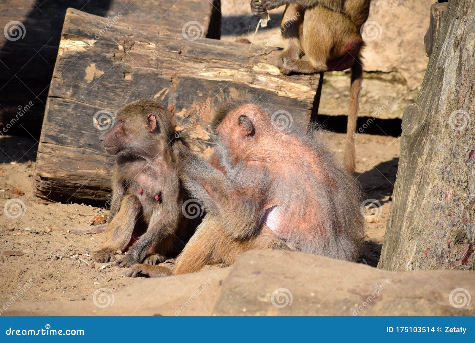 Baboon monkey hunters stock photo. Image of bush, animal - 175103514