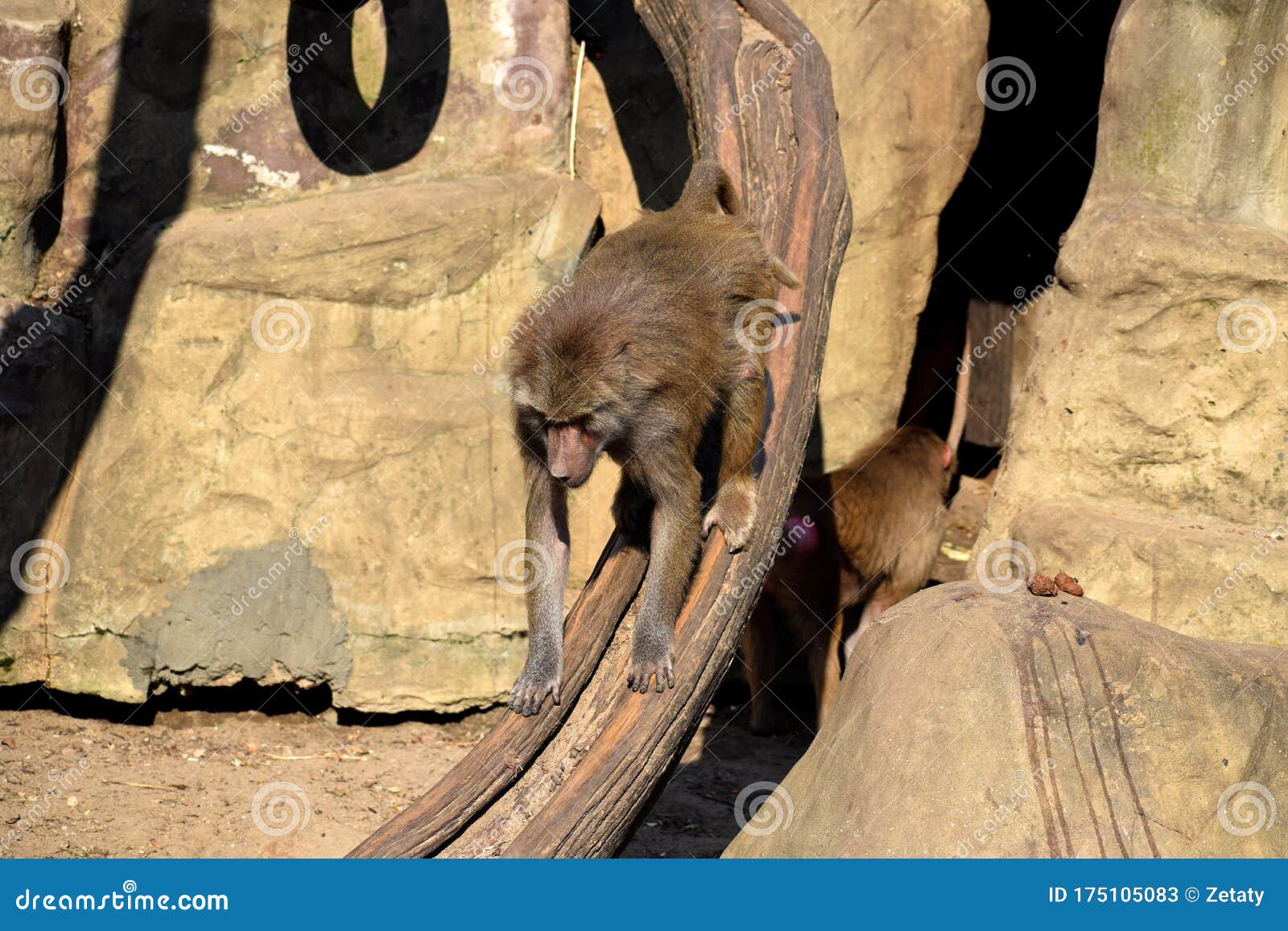 Baboon monkey hunters stock image. Image of african - 175105083
