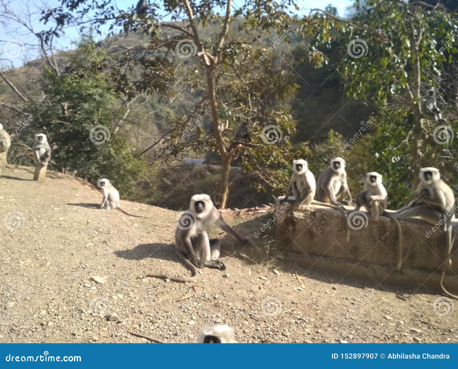 Baboon editorial photography. Image of langoor, monkey - 152897907