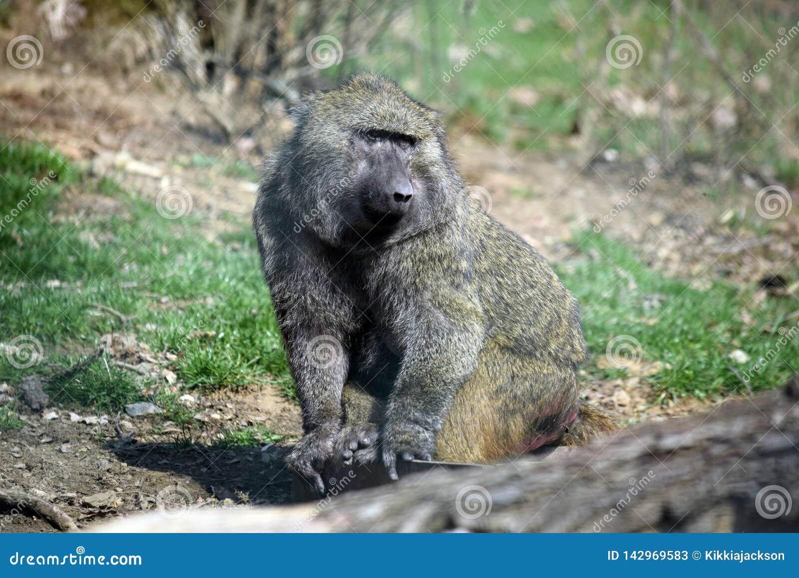 Baboon Monkey Papio Anubis Closeup Portrait Stock Image - Image of ...