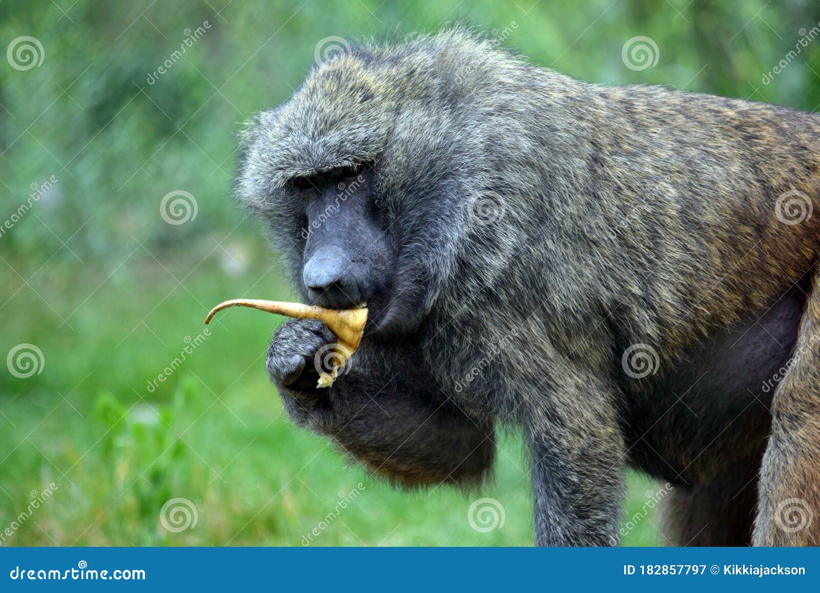 Baboon Monkey Papio Anubis Eating Vegetable Portrait Stock Image ...