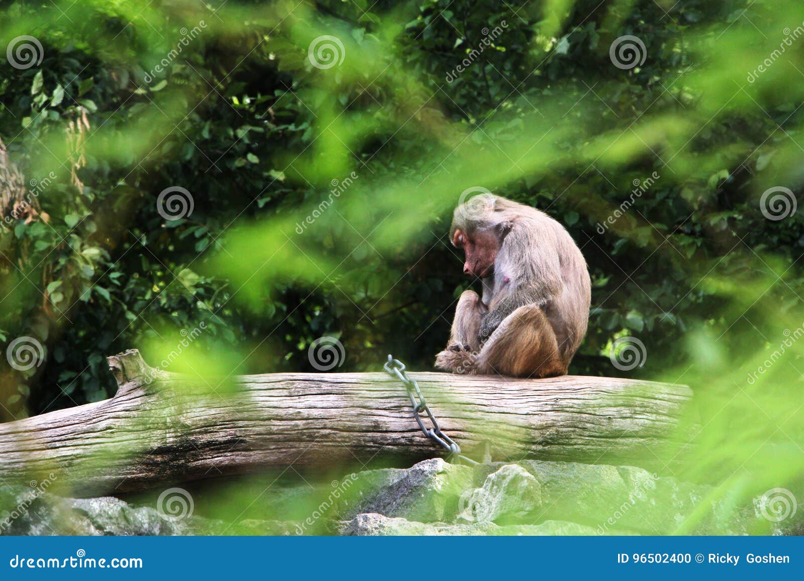 Baboon monkey stock photo. Image of chain, national, primate - 96502400
