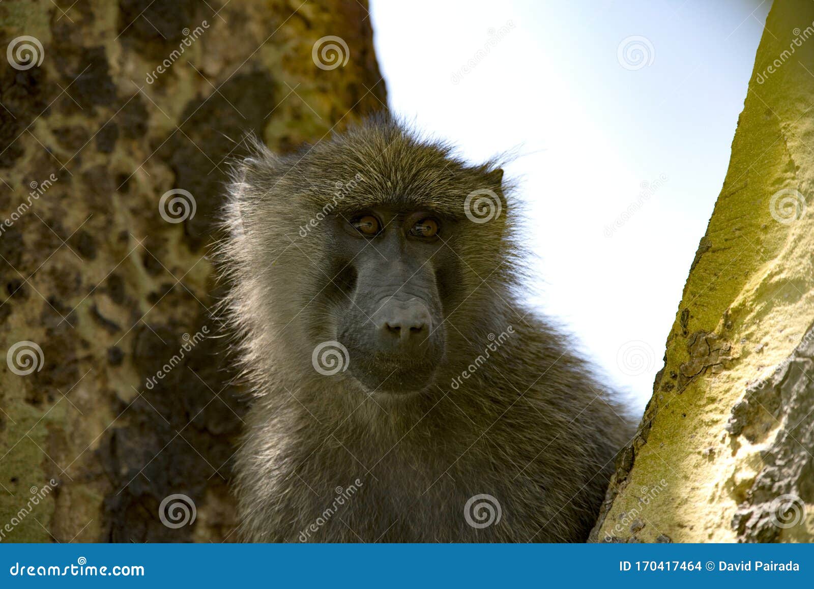 Baboon monkey stock photo. Image of monkey, masaimara - 170417464