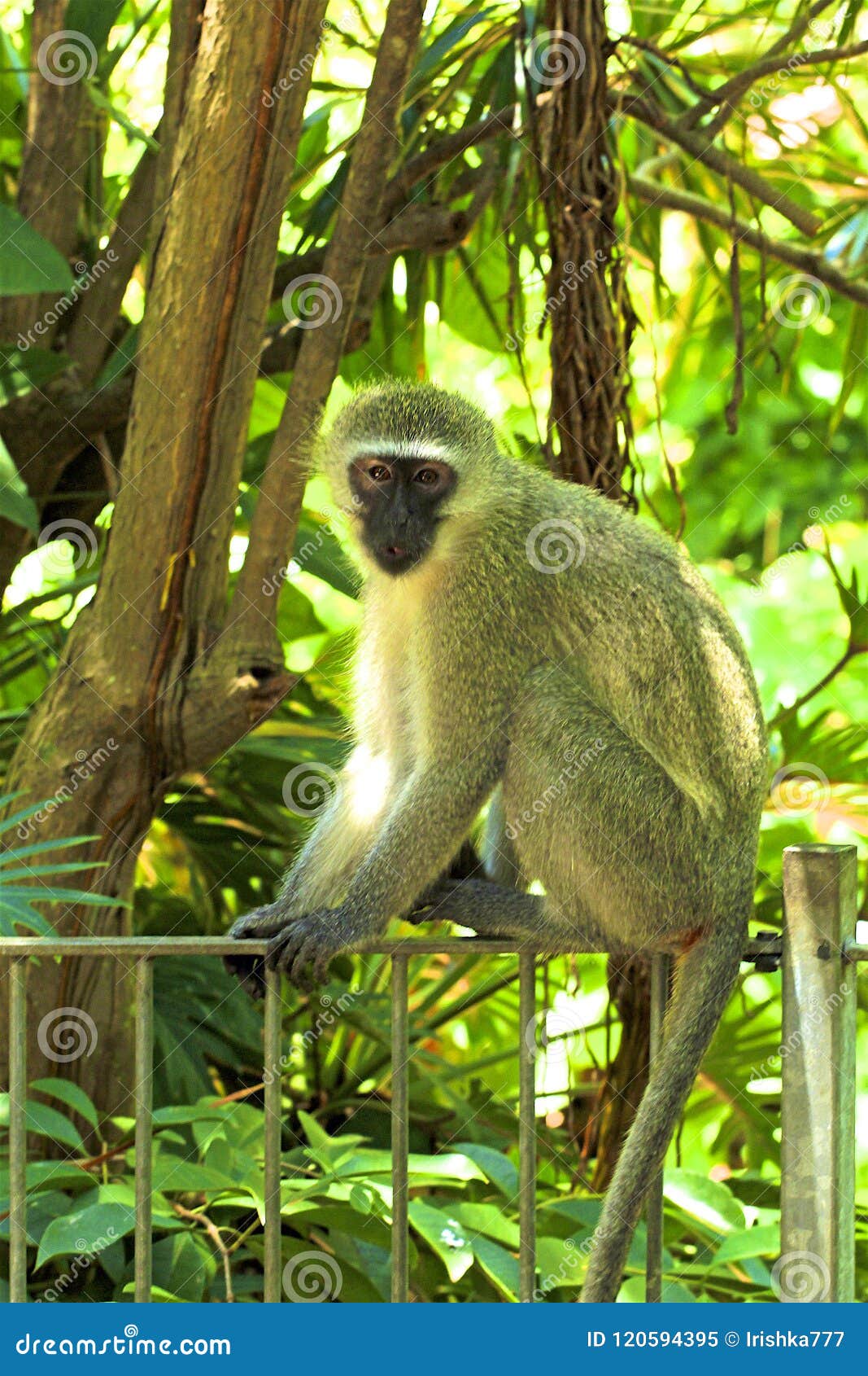 Baboon Monkey in South Africa Stock Image - Image of baboon, nature ...