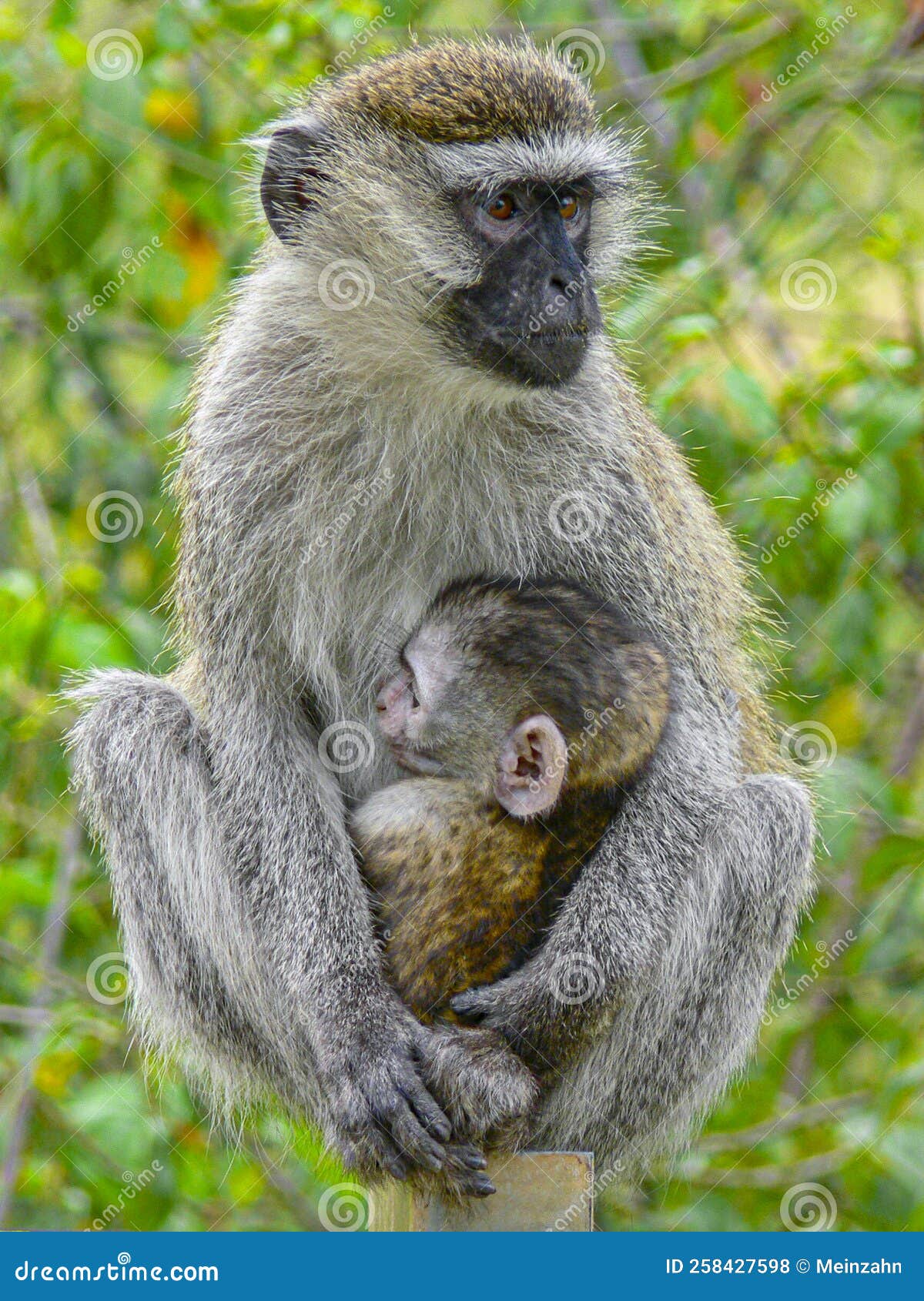 Baboon Monkey Takes Care for Its Baby Stock Photo - Image of mother ...