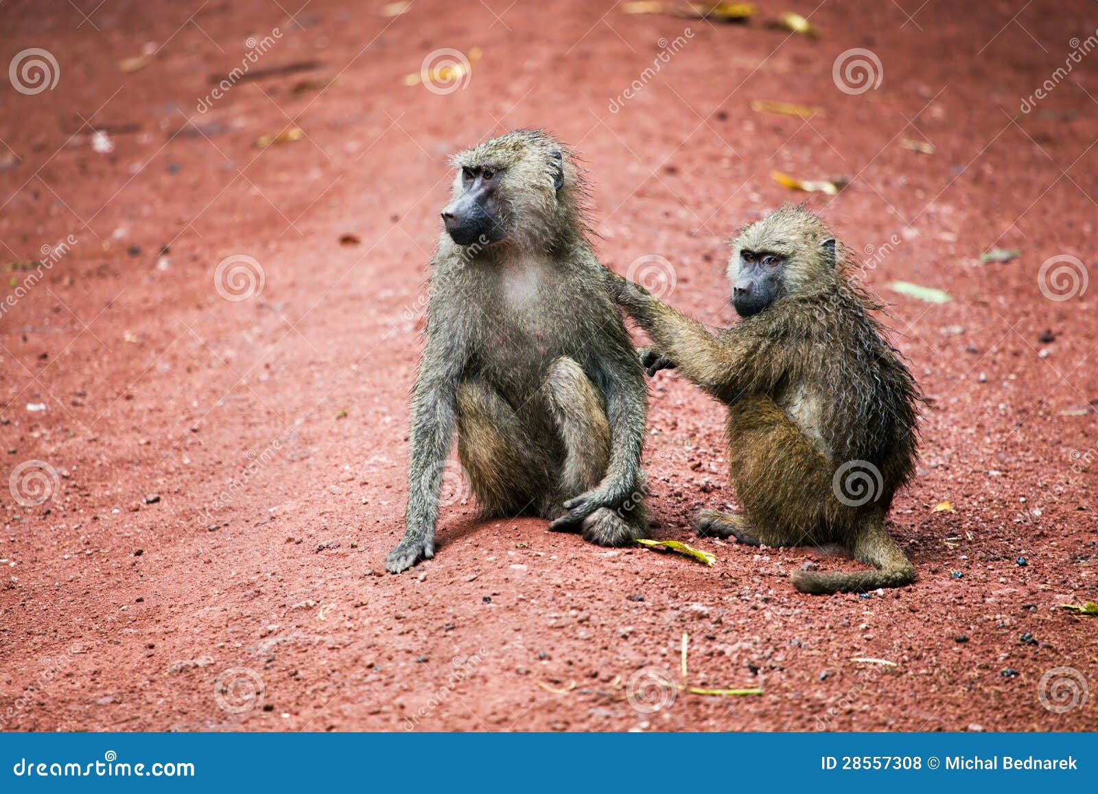Baboon Monkeys in African Bush Stock Photo - Image of looking, tanzania ...
