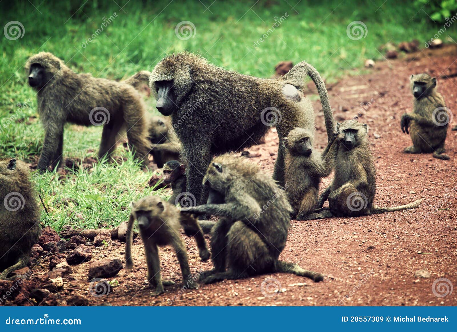 Baboon Monkeys In African Bush Stock Image - Image of manyara, colorful ...
