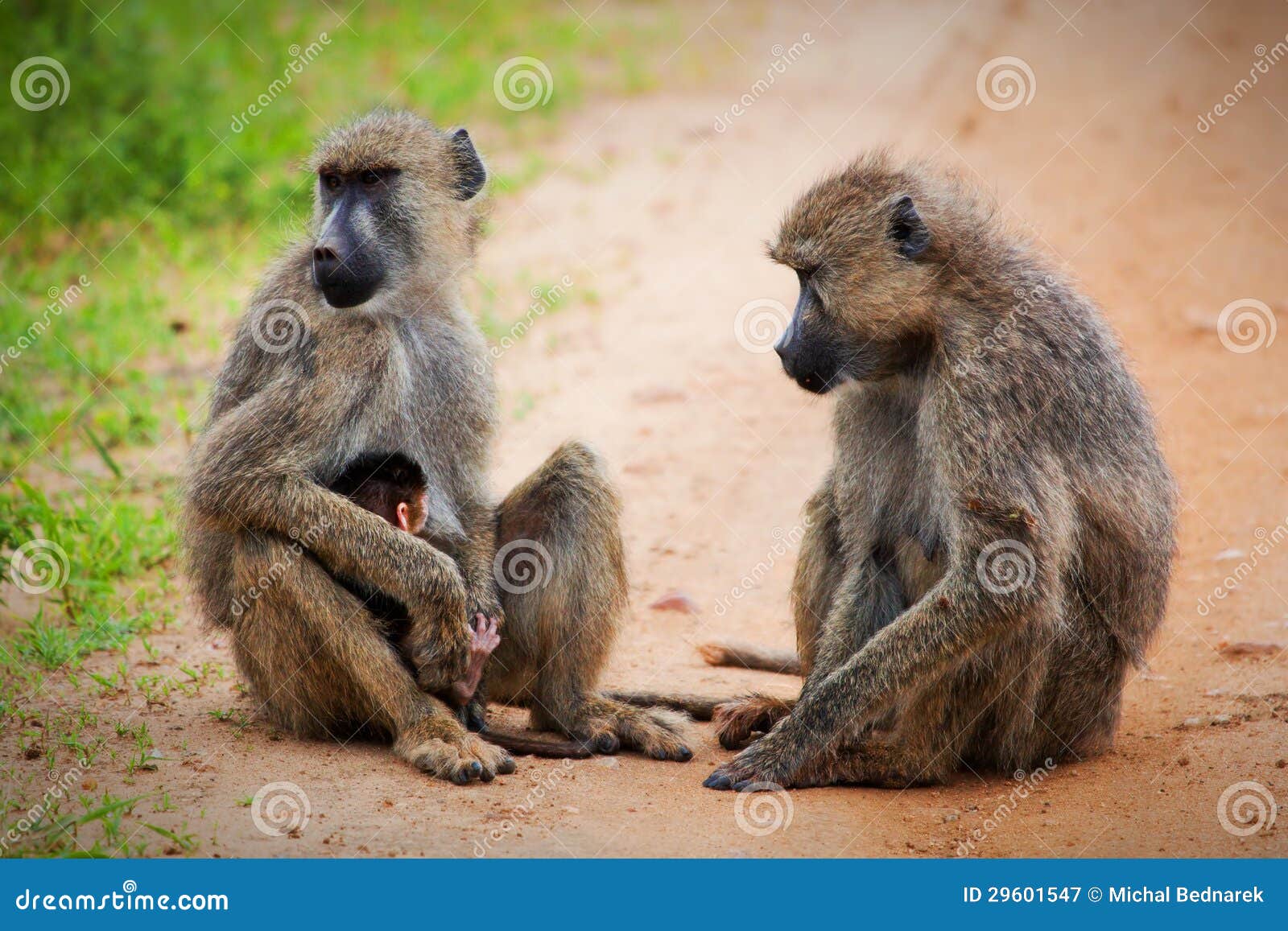 Baboon Monkeys in African Bush. Tsavo West, Kenya Stock Image - Image ...