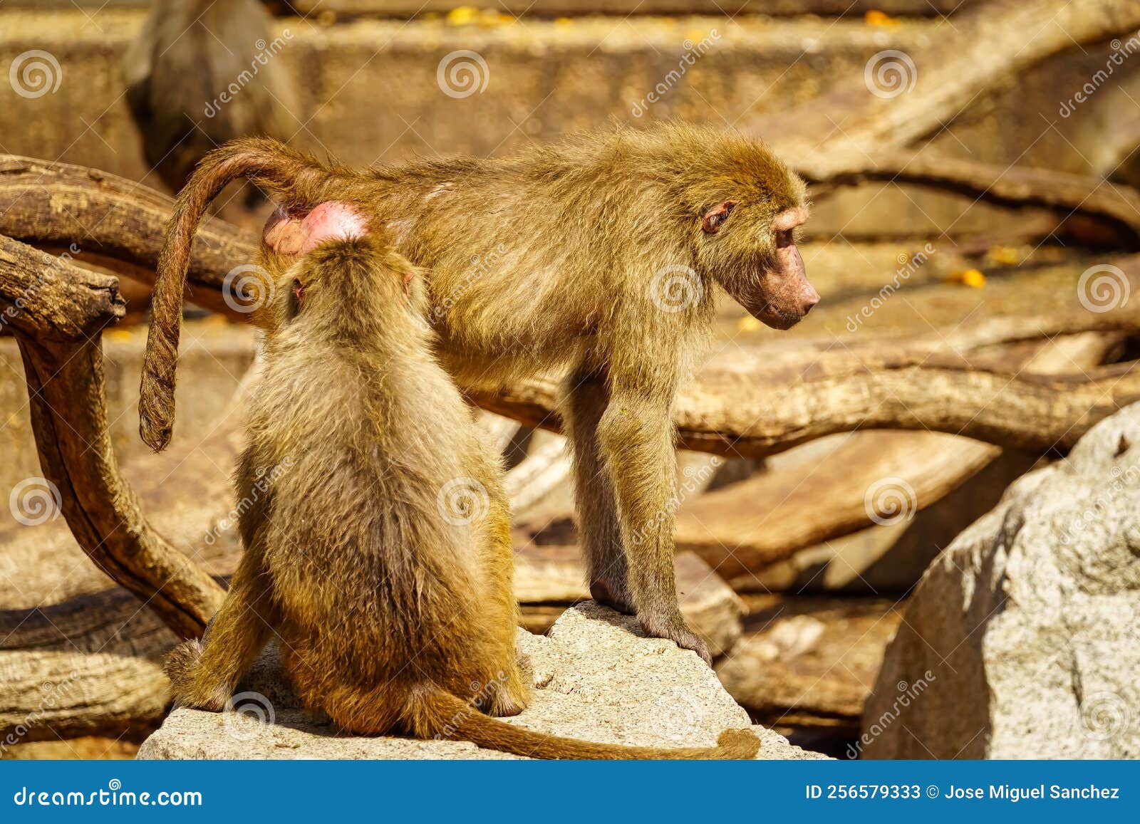 Baboon Monkeys on Top of Some Rocks Playing with Each Other. Stock ...
