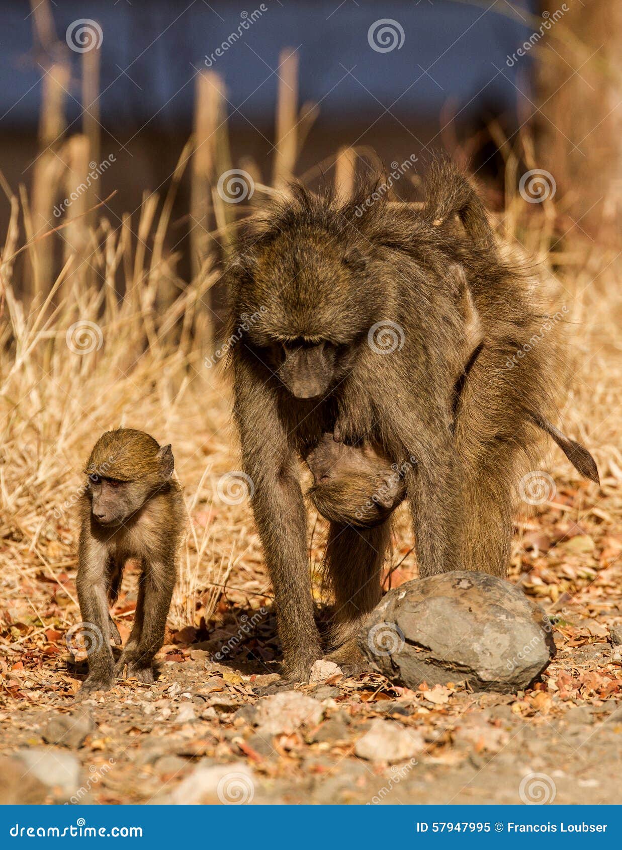 Baboon stock image. Image of wild, mother, savanna, safari - 57947995