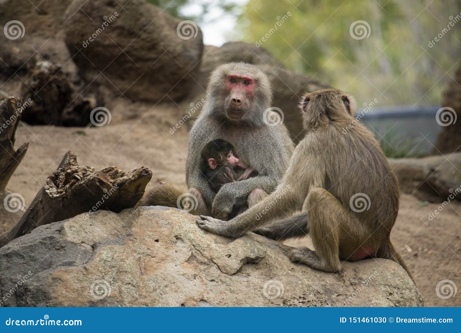 Baboon Mother Feeding Her Baby Stock Photo - Image of anubis, family ...