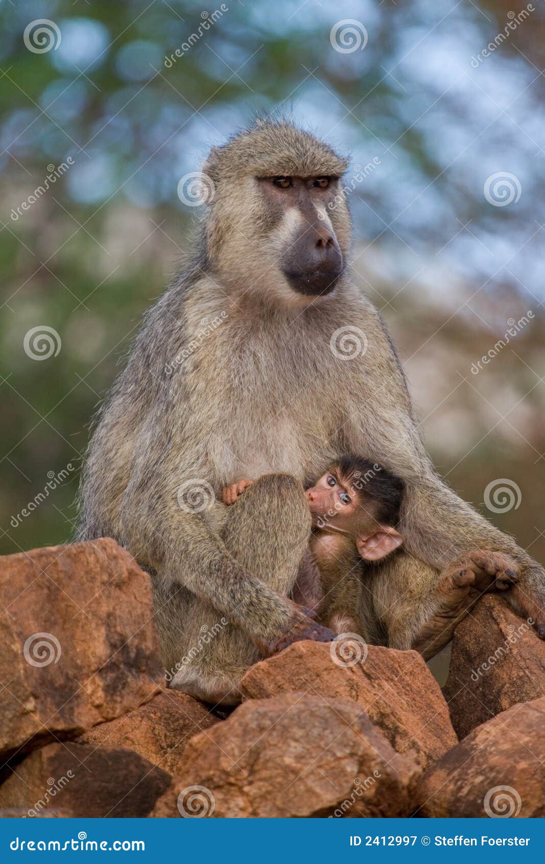 Baboon Mother Nursing Baby In Cape Point National Park In Cape Town ...